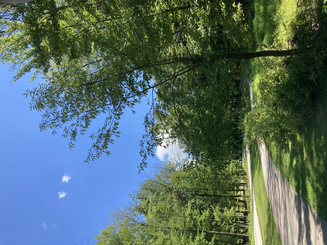 Black Cherry | CMP Tree Selection Tool